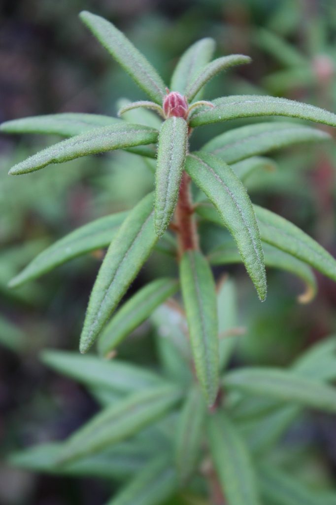 Labrador Tea Packet – 4g – Burns Bog