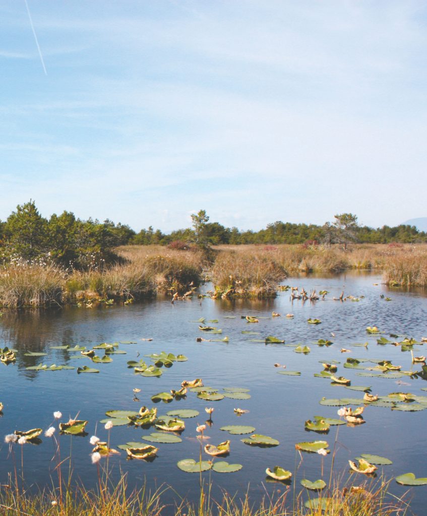 Gallery 3 – Burns Bog